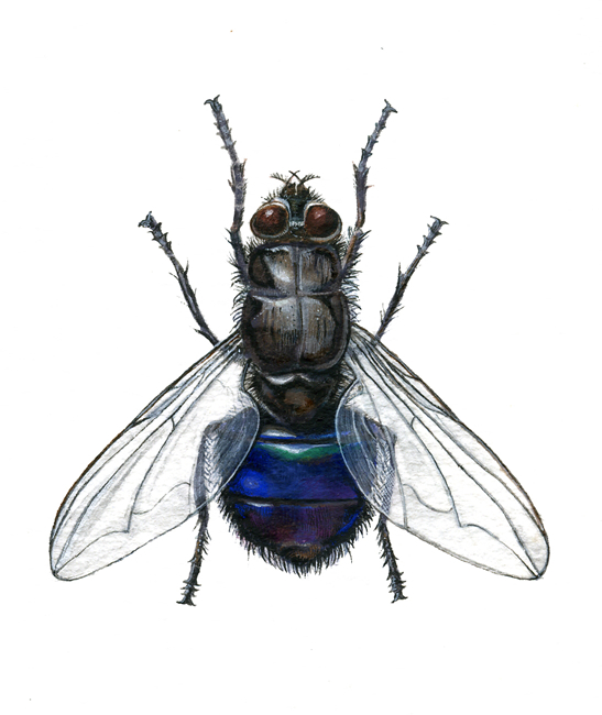 Calliphora vomitoria by Wendy Milner